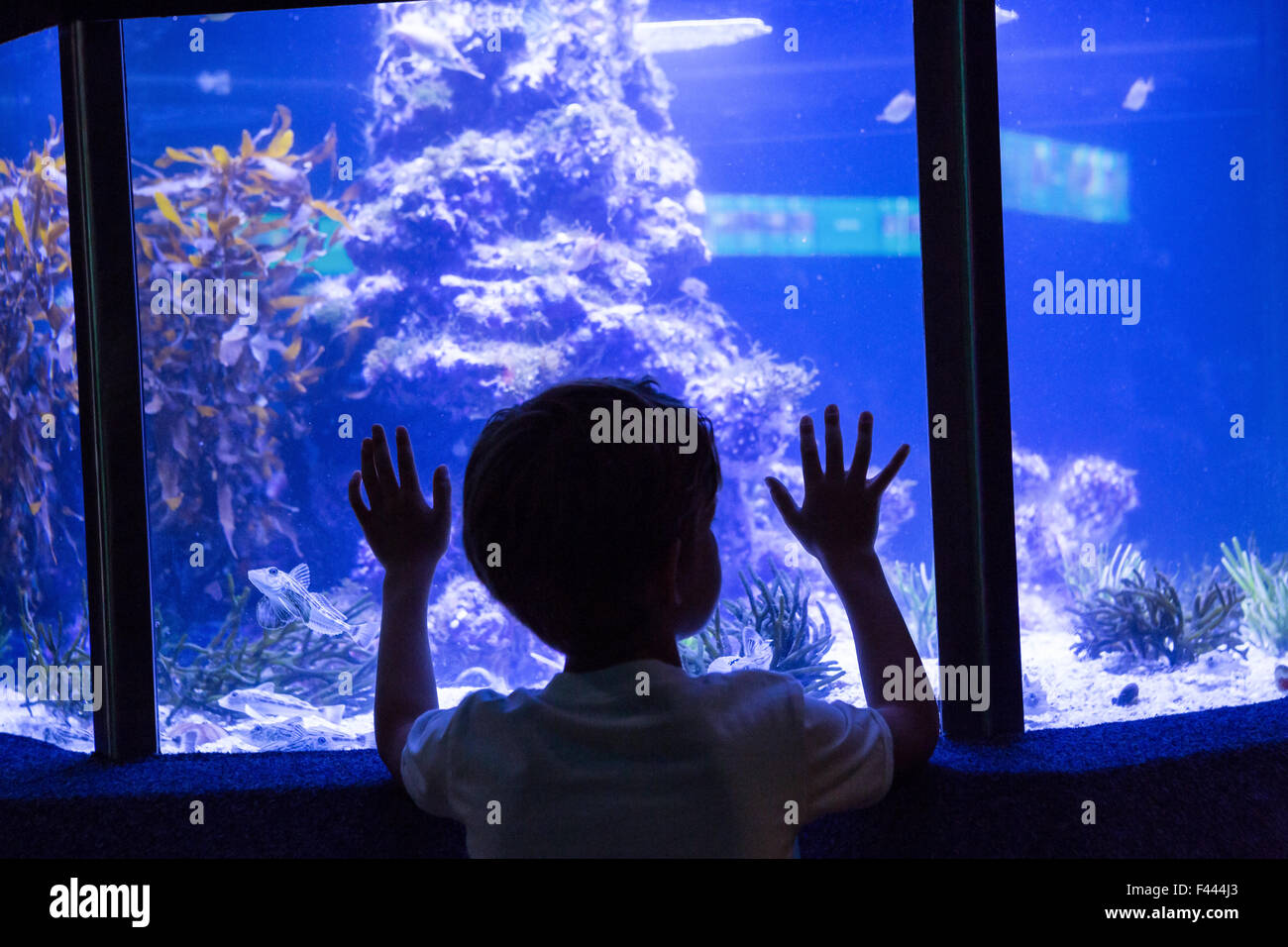 Young man touching a fish-tank Stock Photo - Alamy