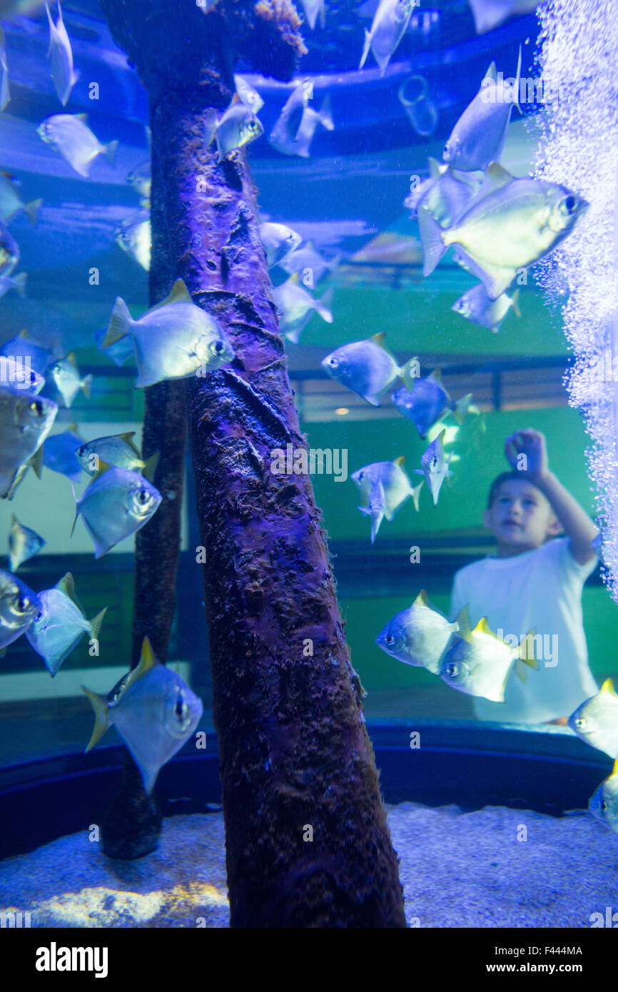 Young man looking at fish in a tank Stock Photo - Alamy