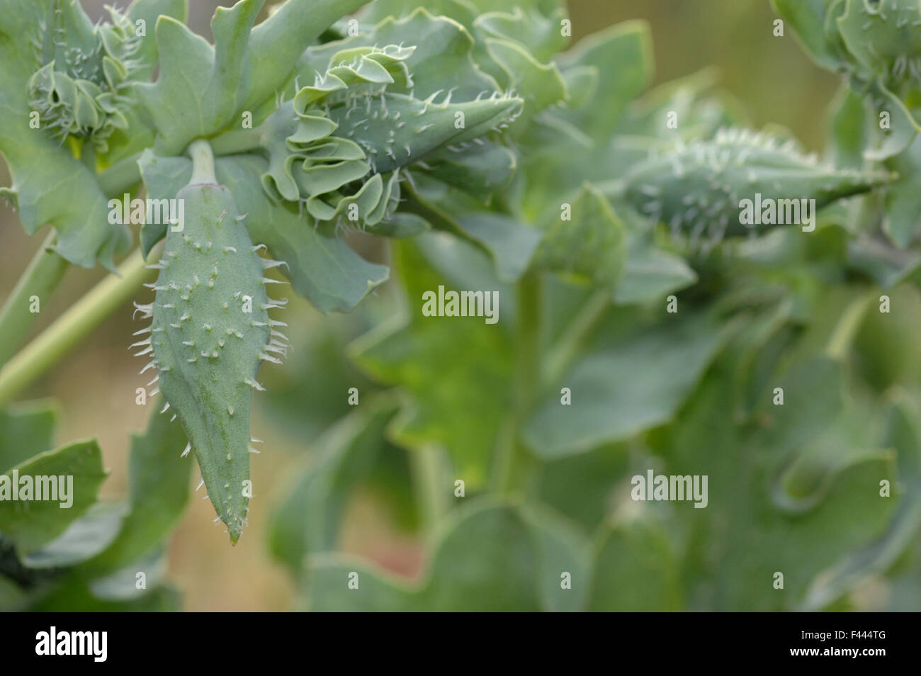 Closeup of Glaucium flavum / yellow hornpoppy (horn-poppy) closed ...