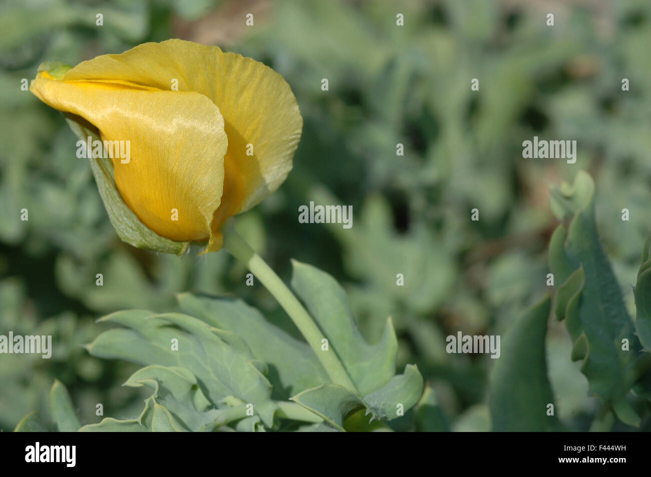 Closeup of Glaucium flavum / yellow hornpoppy (horn-poppy) flowering ...