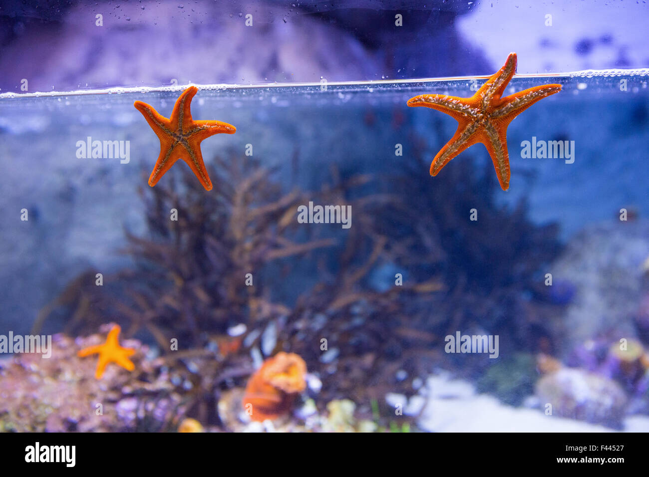 Two starfish floating in a tank Stock Photo - Alamy