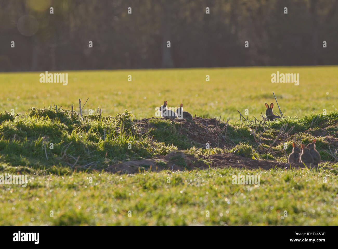 Rabbit burrow hole ears hi-res stock photography and images - Alamy