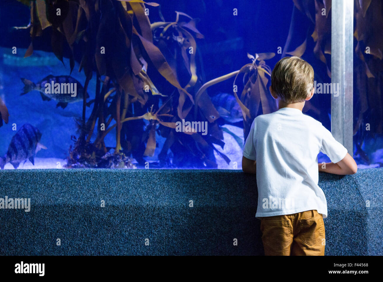 Young man looking at fish and algae tank Stock Photo - Alamy