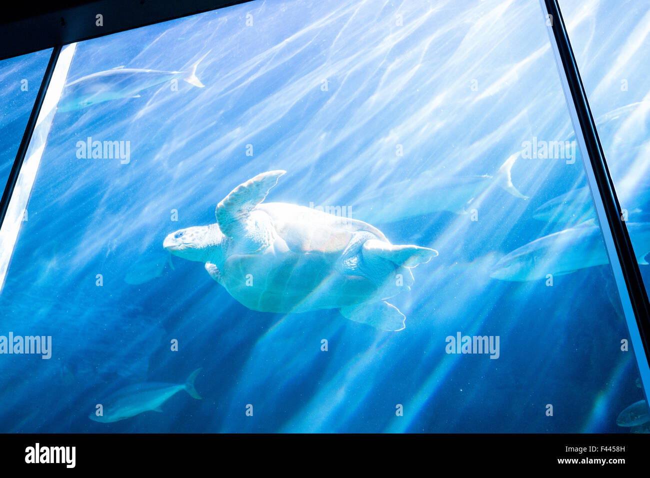 Turtle fish swimming in sea hi-res stock photography and images - Alamy