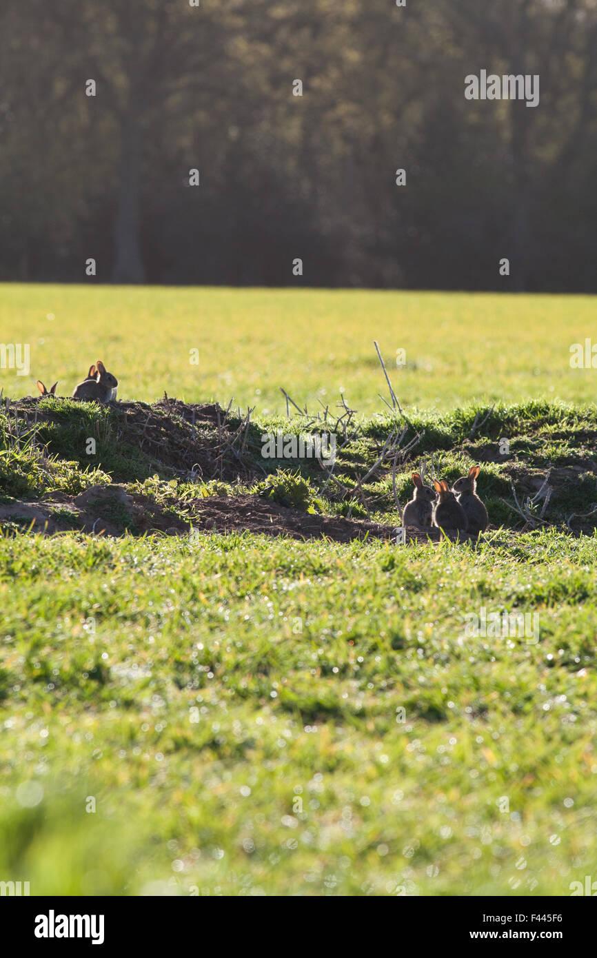Young Rabbits Oryctolagus cuniculus. Burrow in a warren dug into a ...
