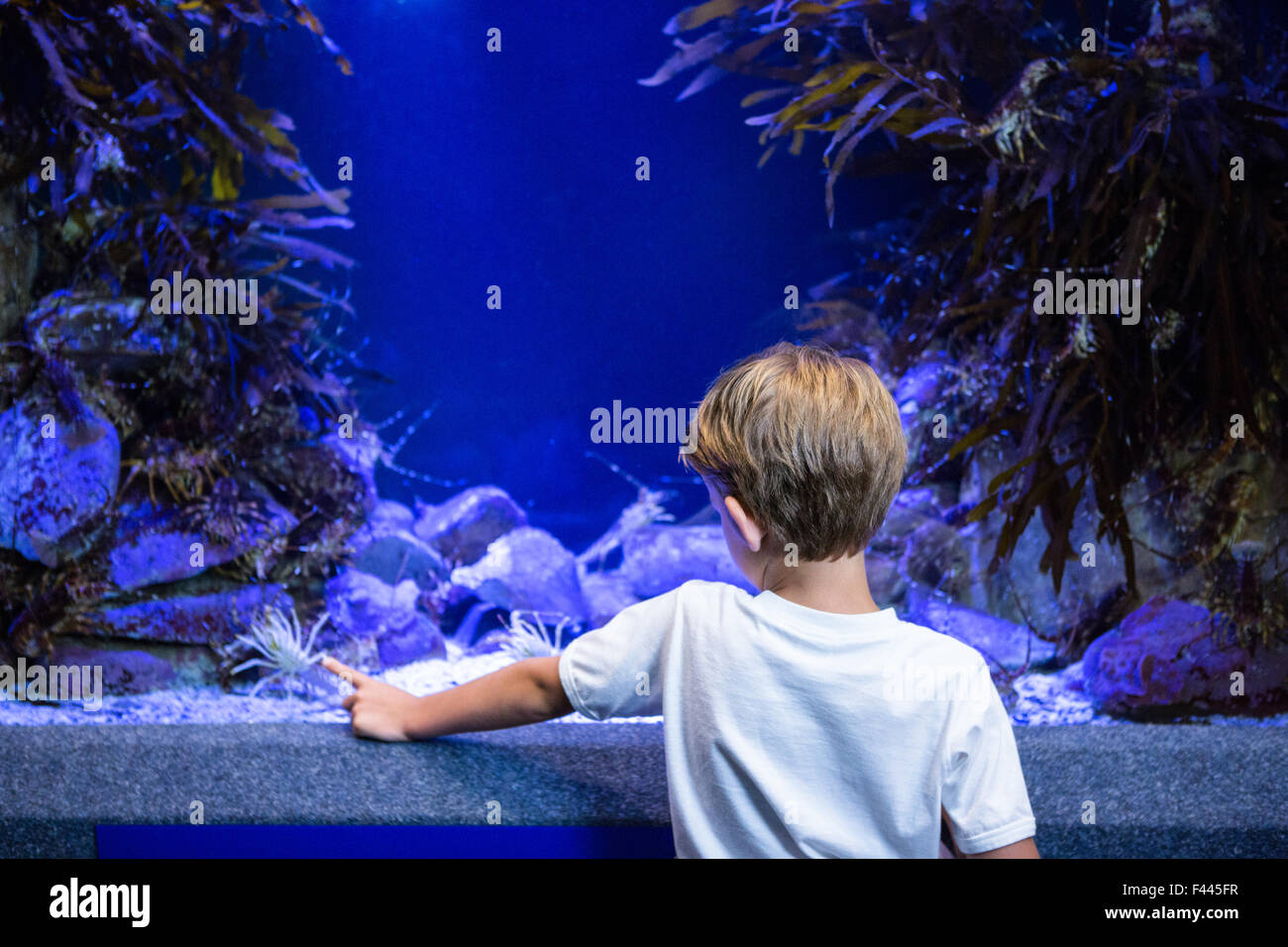 Young man pointing a shrimp in a tank Stock Photo - Alamy