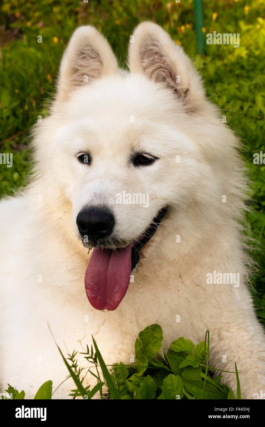 Samoyed dog hi-res stock photography and images - Alamy