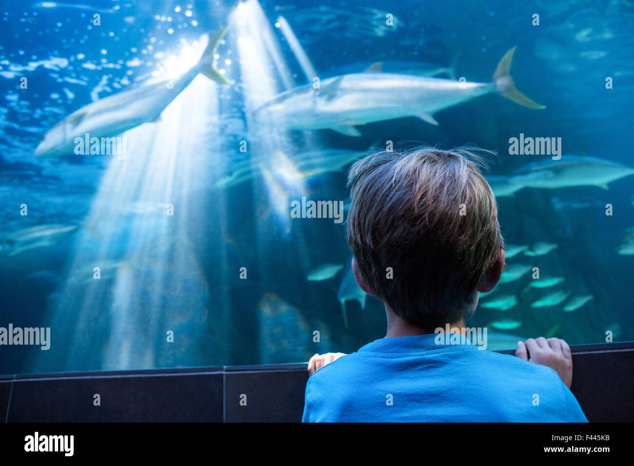 Young man looking at fish in a tank Stock Photo - Alamy