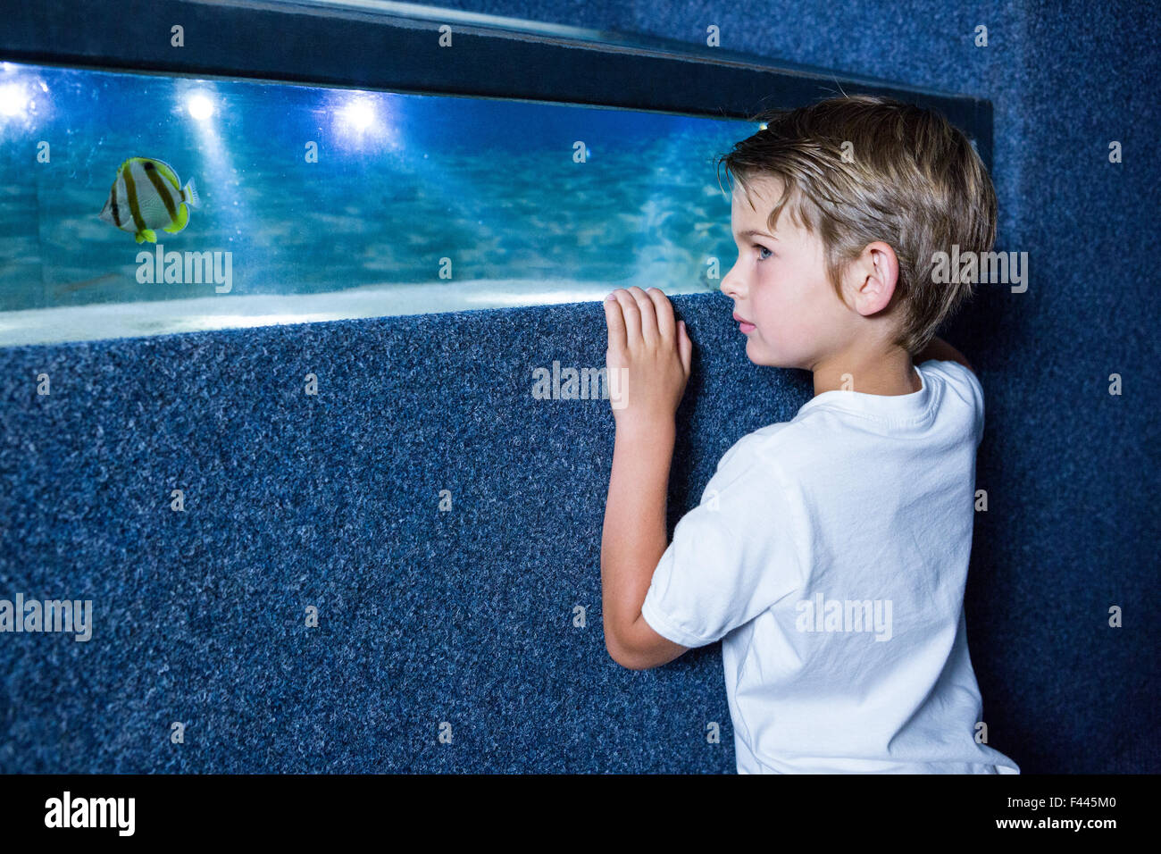 Young man looking at fish in a small tank Stock Photo - Alamy