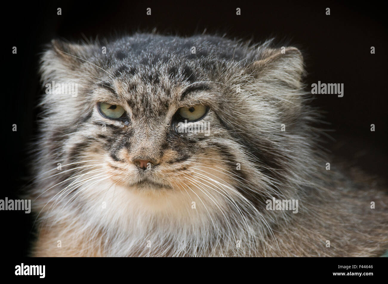 Pallas' cat (Otocolobus manul) head portrait, captive Stock Photo - Alamy