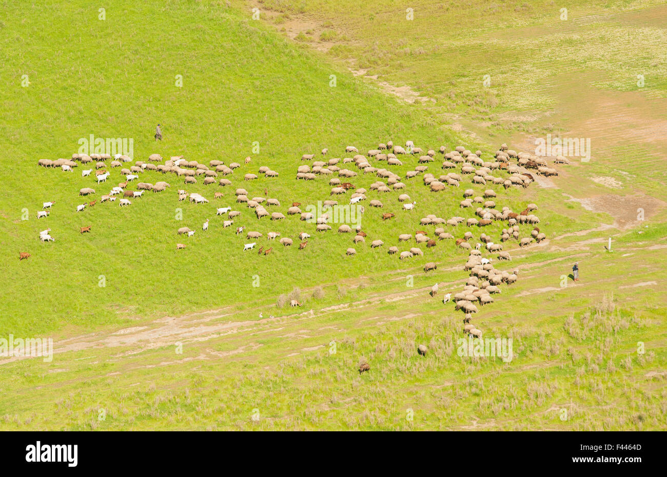 Aerial view on shepherds with goats and sheep in Turnkey Stock Photo ...
