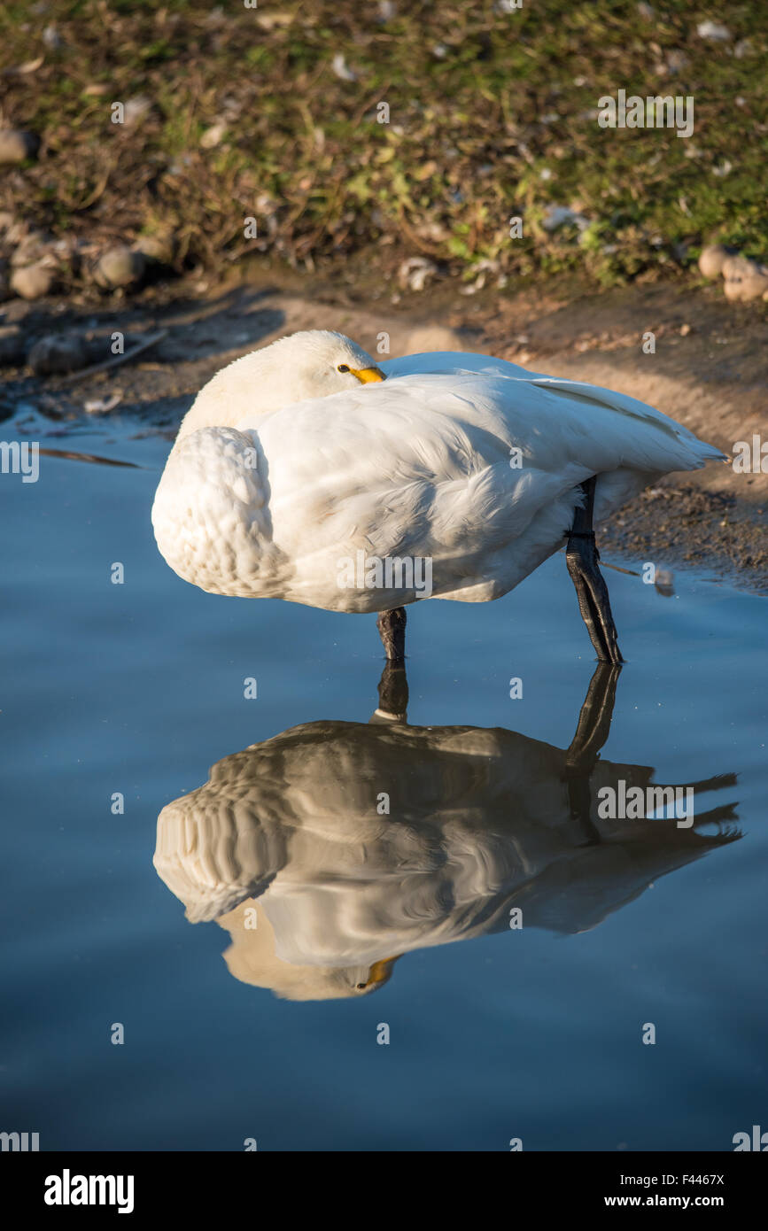 Bewicks Swan (Cygnus columbianus) Sleeping with reflection Stock Photo ...