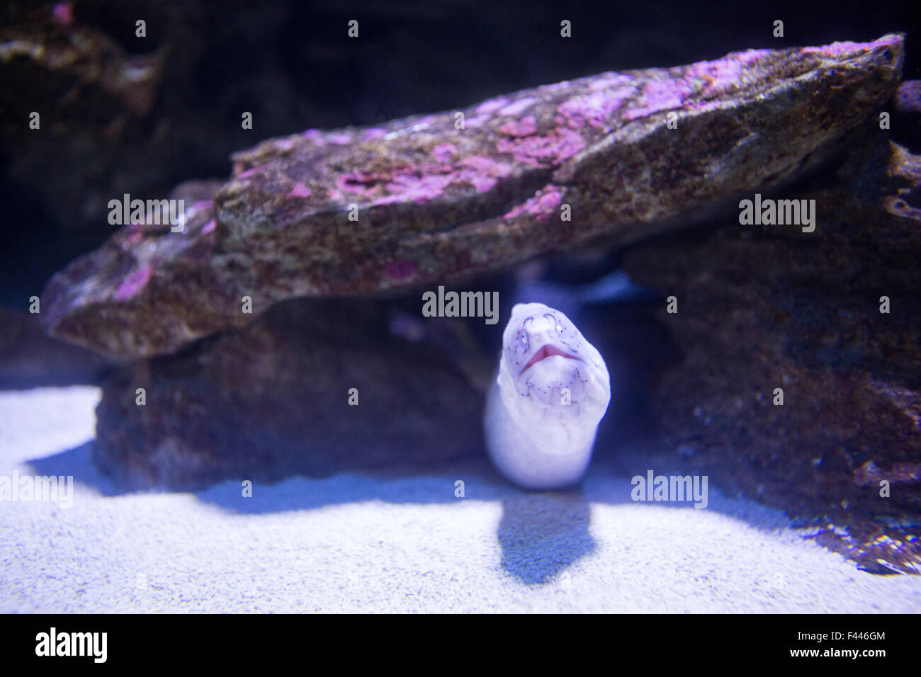 Sea Snake Tank High Resolution Stock Photography and Images - Alamy