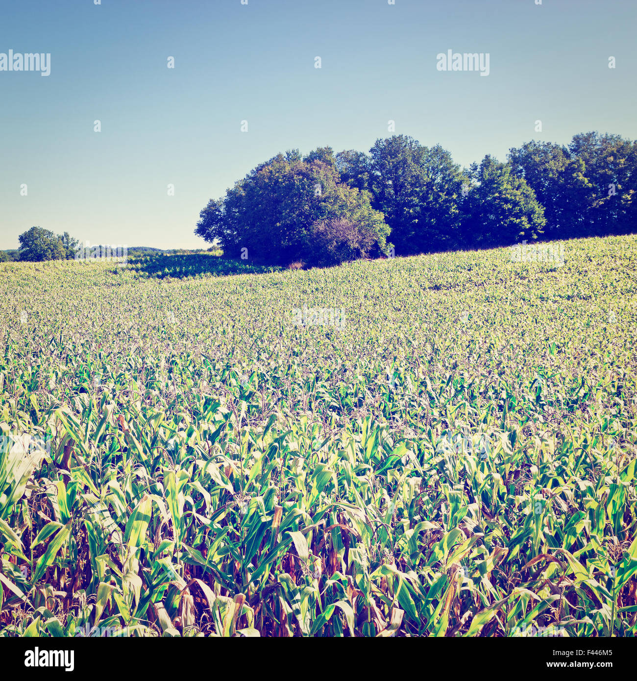 Corn har hi-res stock photography and images - Alamy