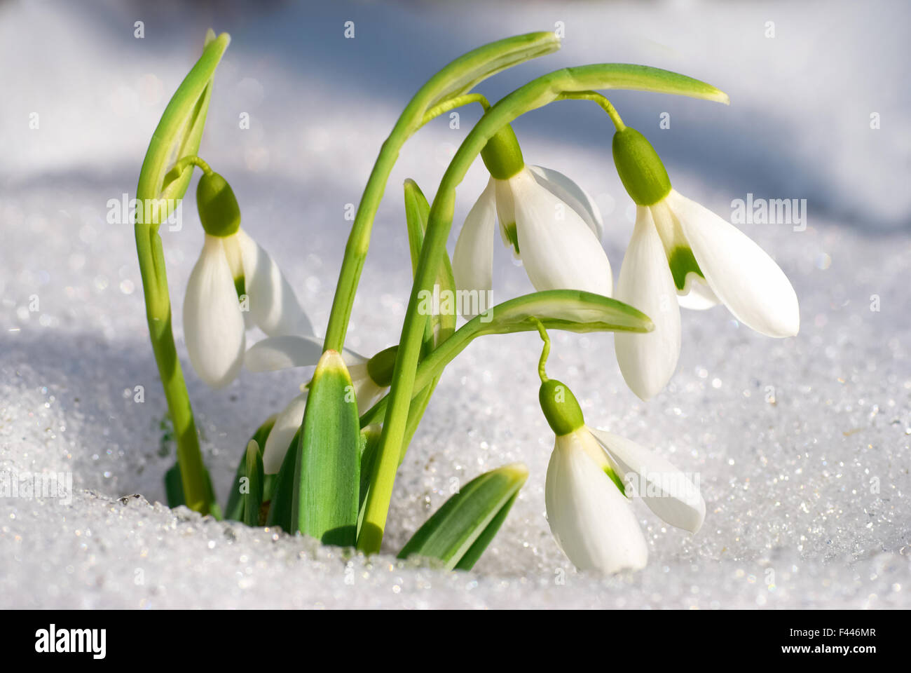 Spring snowdrop flowers Stock Photo - Alamy