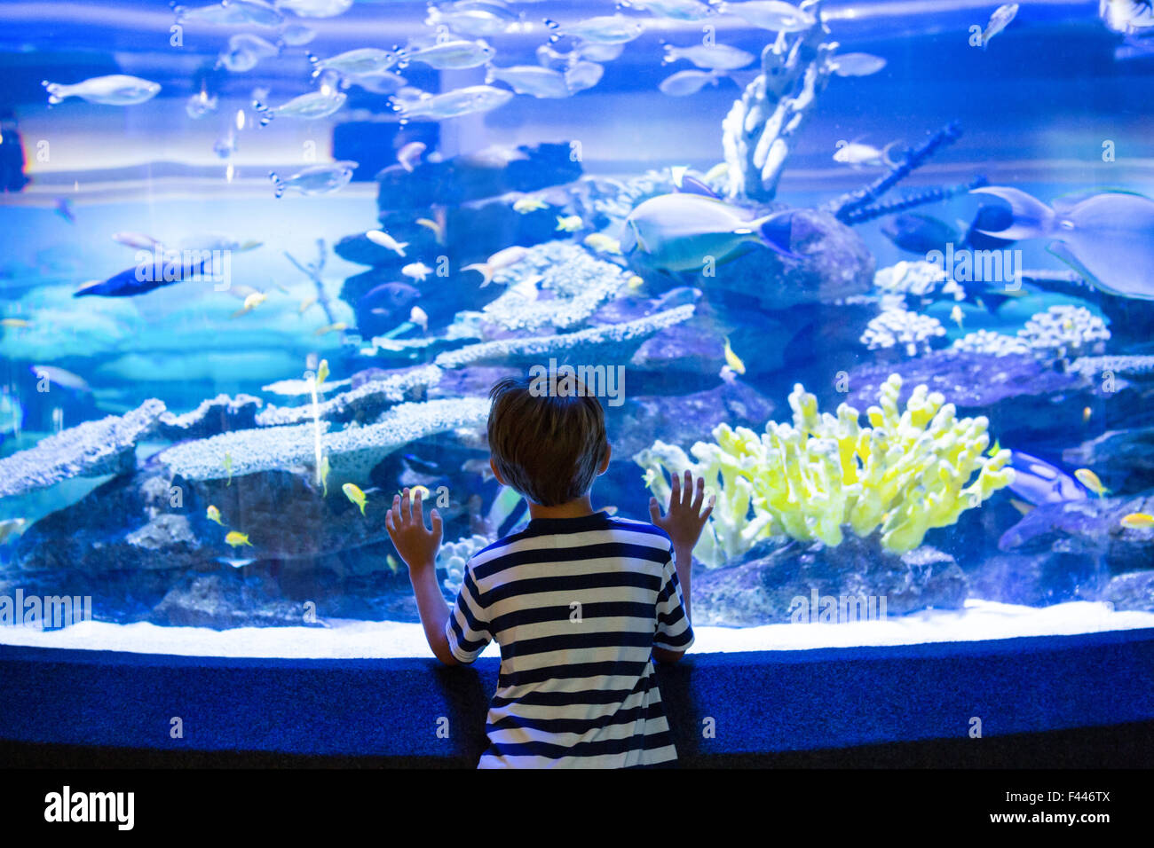 Young man touching a fish-tank Stock Photo - Alamy