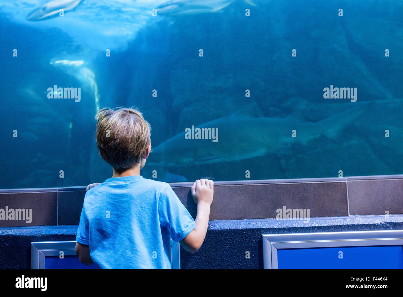 Young man looking at shark in a tank Stock Photo - Alamy