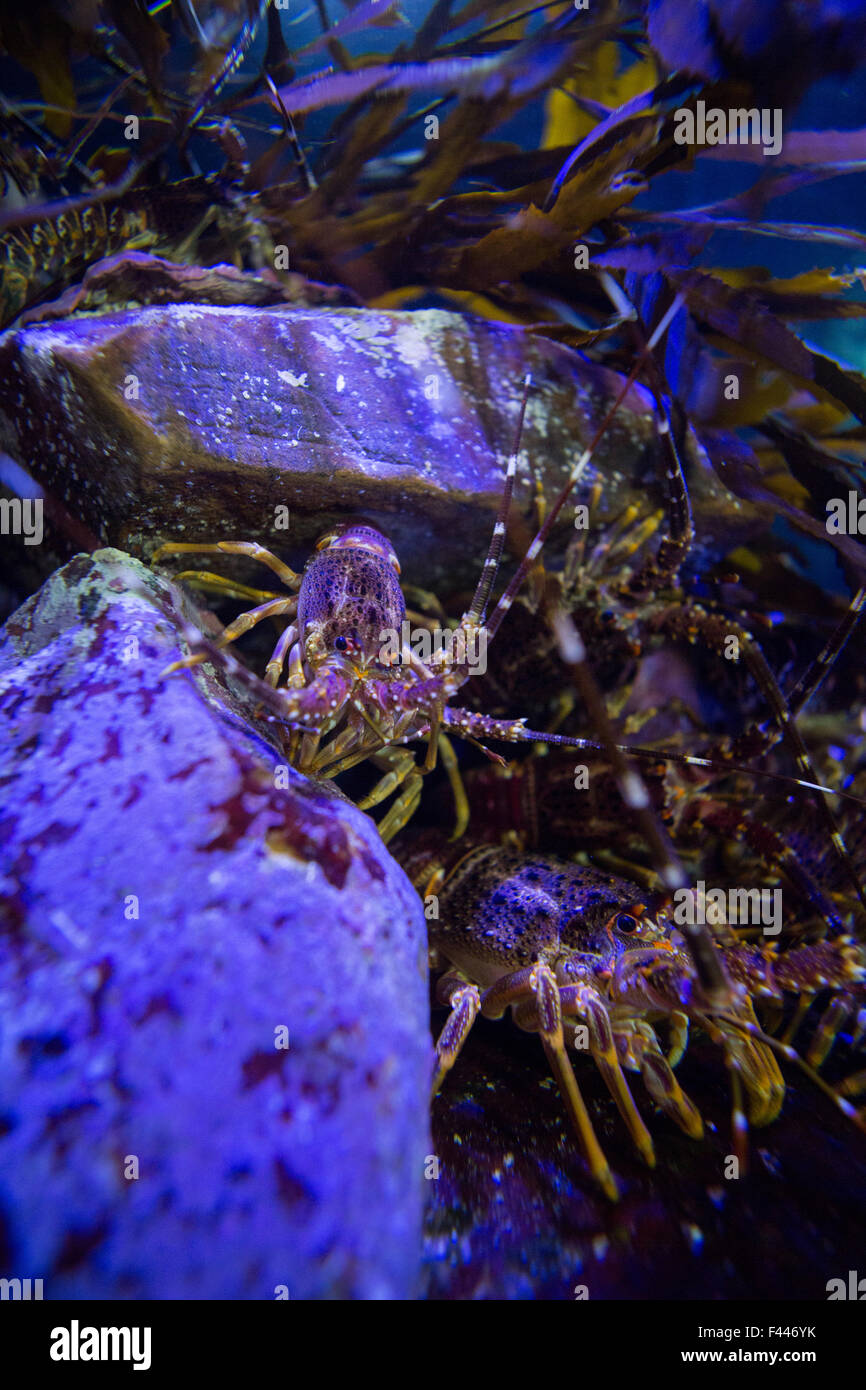 Hiding stones hi-res stock photography and images - Alamy