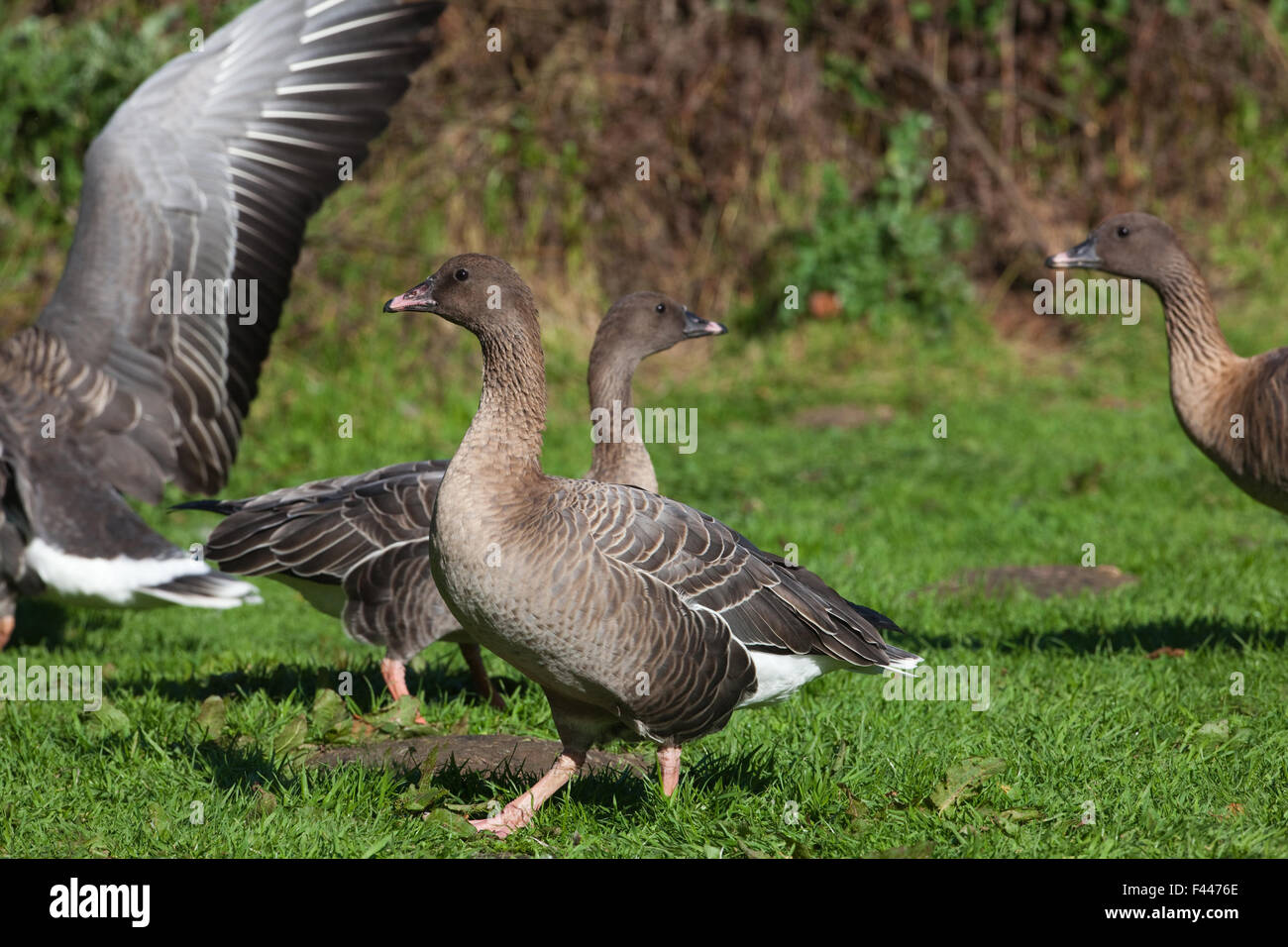 Pink-footed Geese (Anser brachyrhynchus). Profiles of two birds centre ...