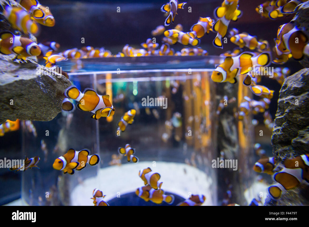 Fish swimming into a circular aquarium Stock Photo - Alamy