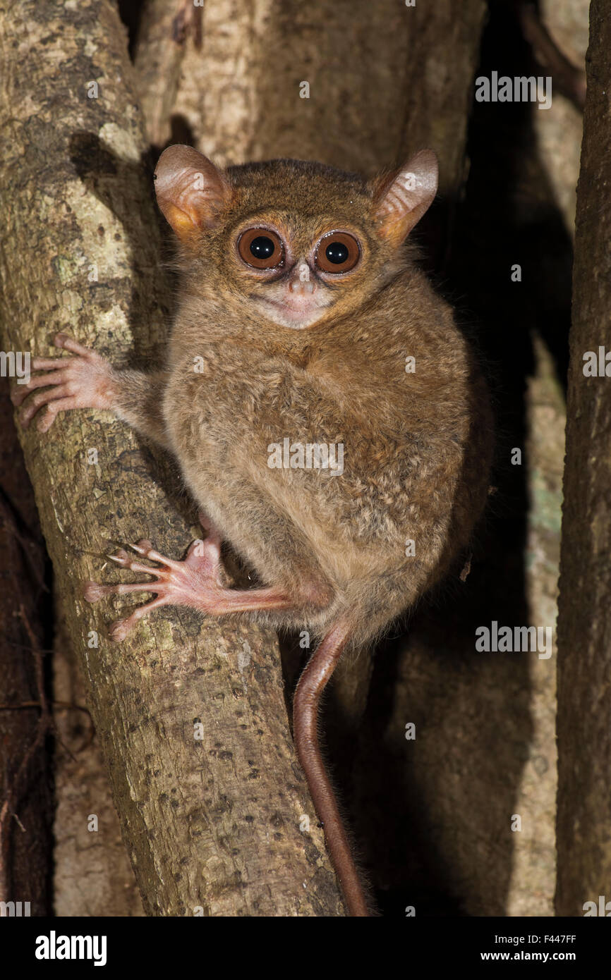 Spectral Tarsier (Tarsius tarsier) in strangler fig tree, Tangkoko ...