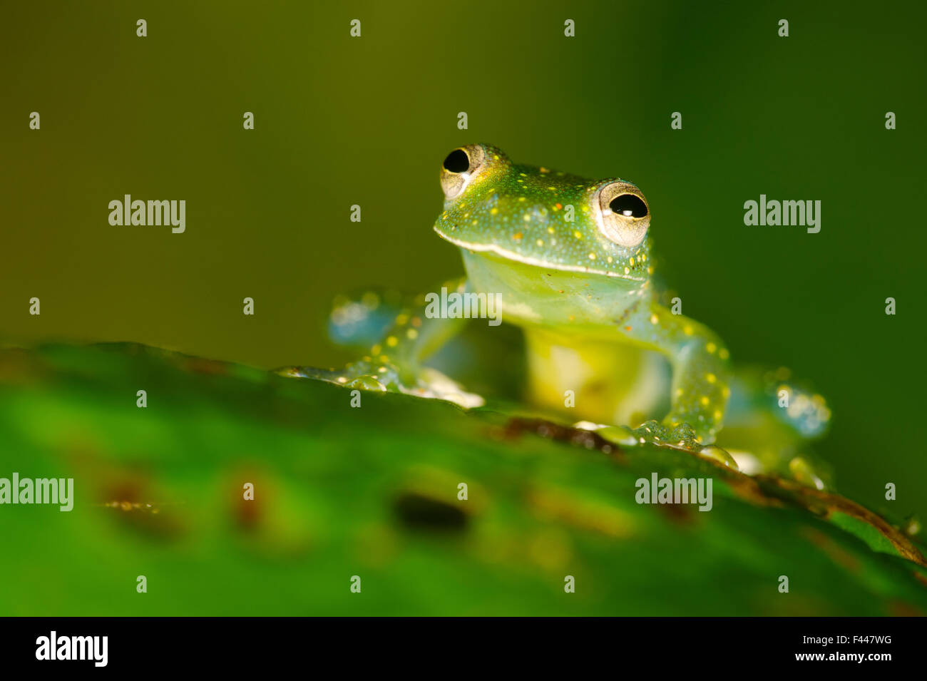 Glass Frog (Cochranella mache) portrait, Ecuador, Endangered species ...