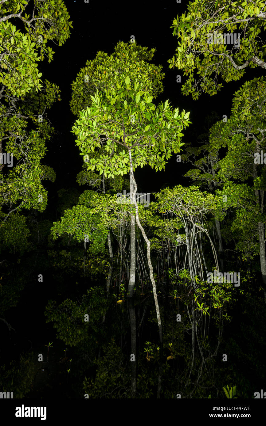 Black Mangrove Tree High Resolution Stock Photography and Images - Alamy