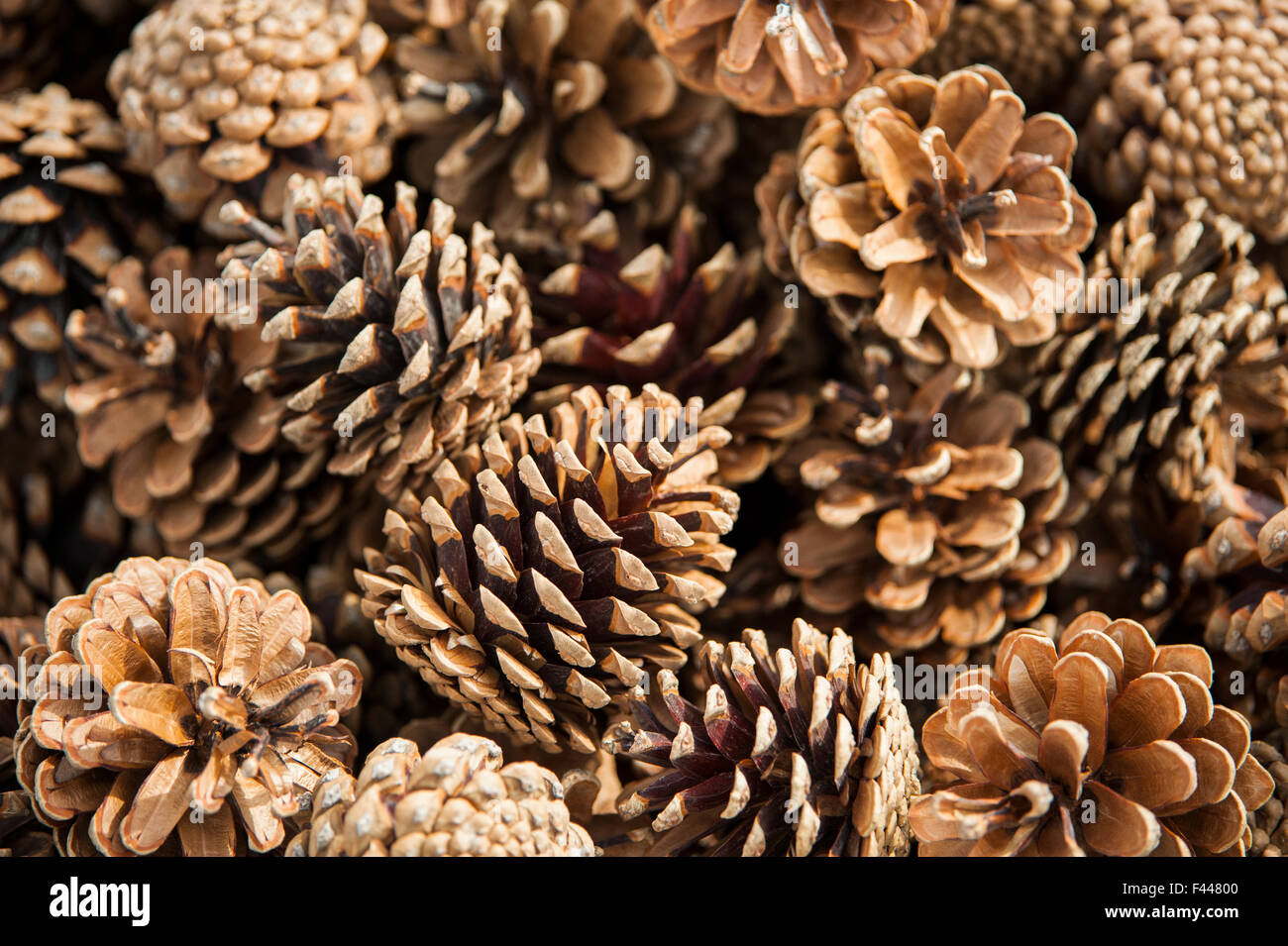Conifer or pine cones Stock Photo - Alamy