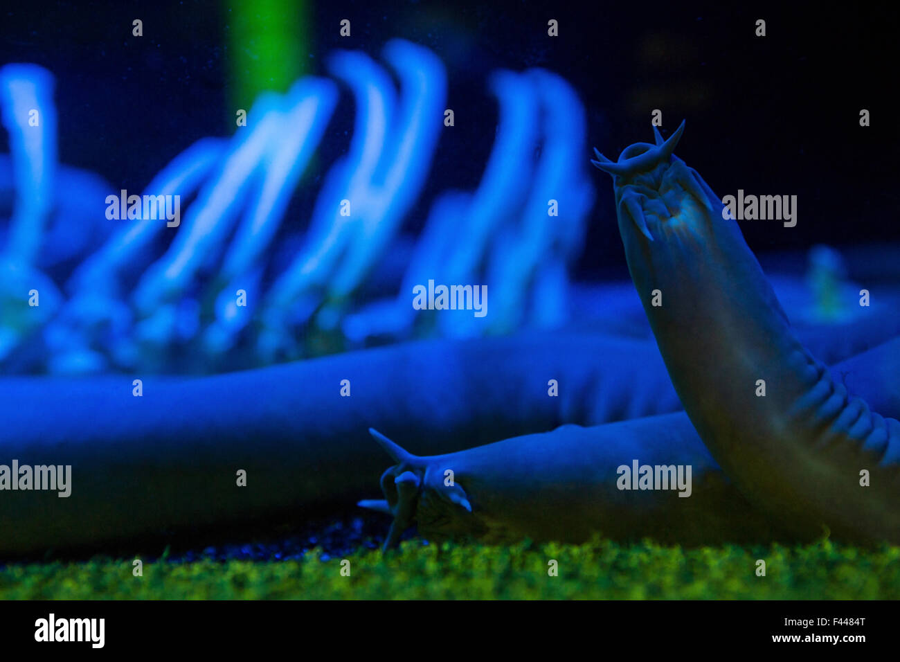 Sea slug in a darkest tank Stock Photo - Alamy