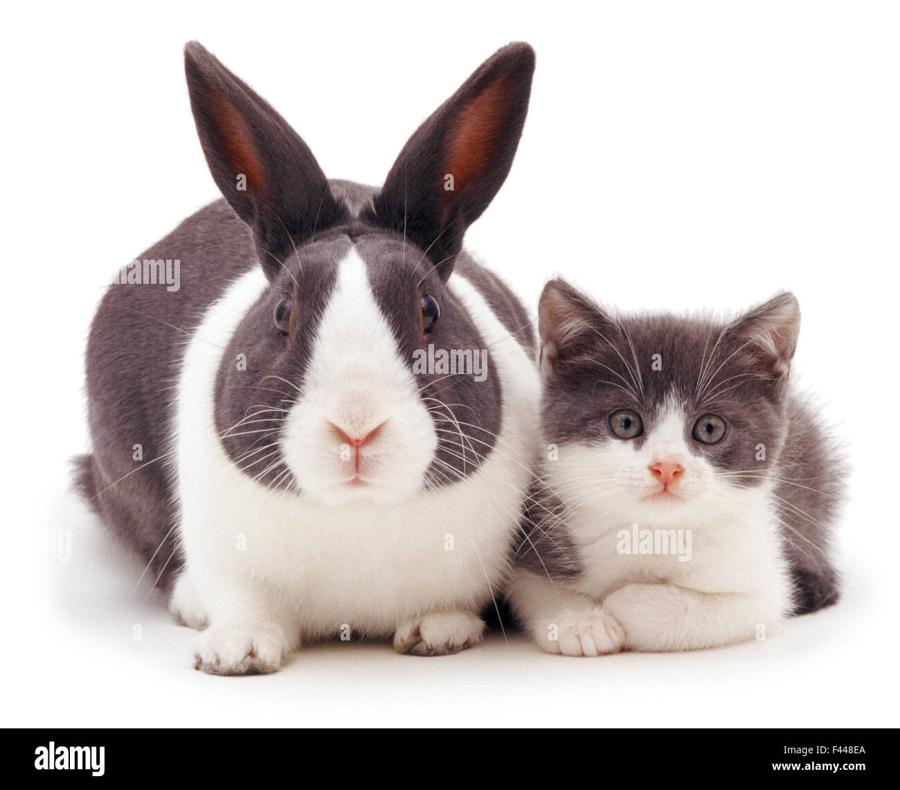 Blue Dutch rabbit with kitten with matching colouration Stock Photo - Alamy