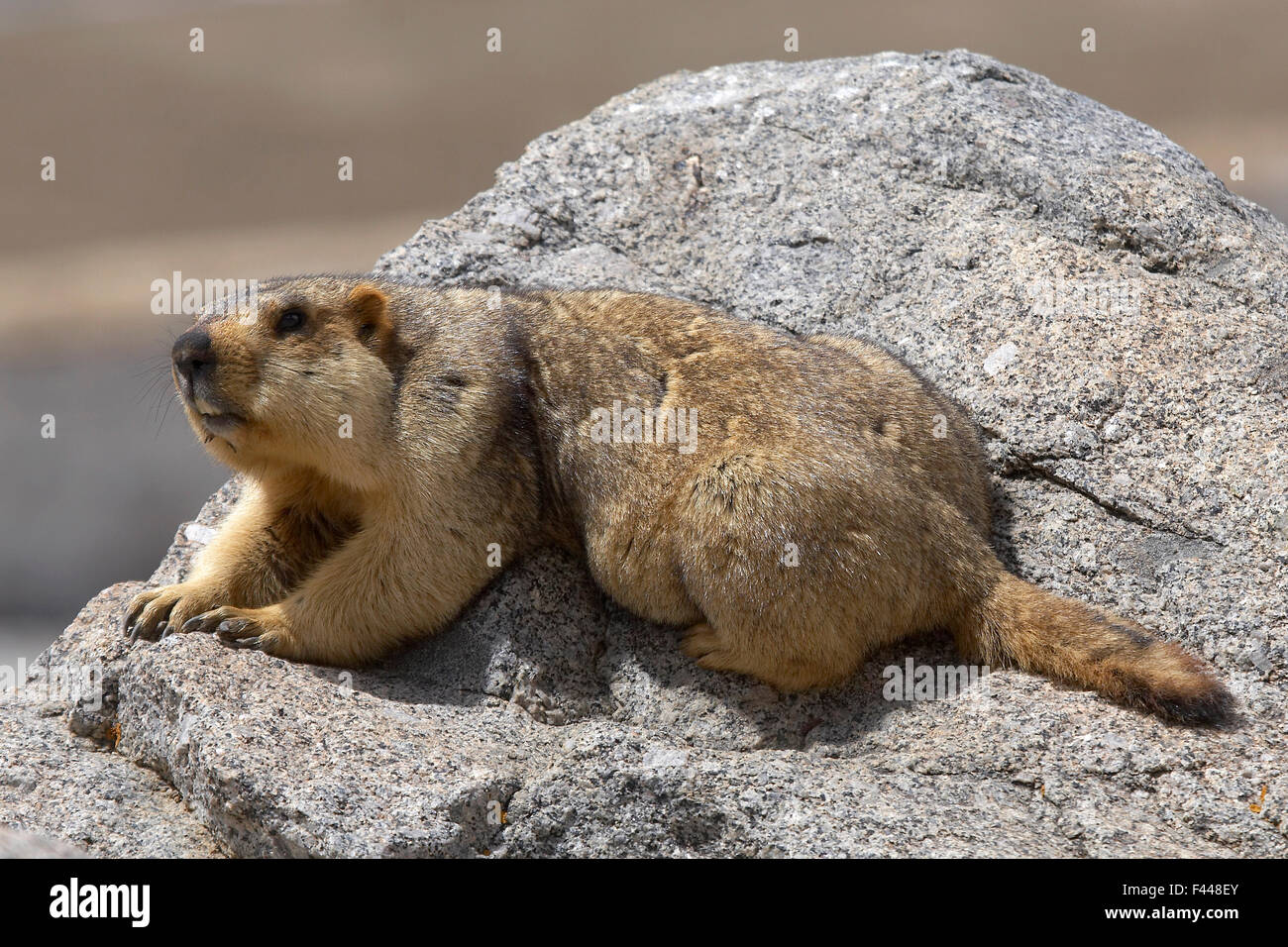 Tibet rodents hi-res stock photography and images - Alamy