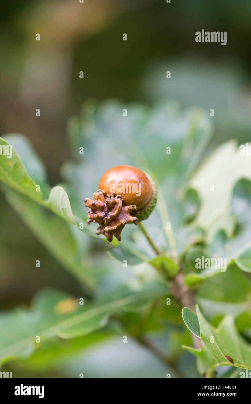 Quercus robur. Knopper Galls on the ripe fruit acorn of the Common Oak ...