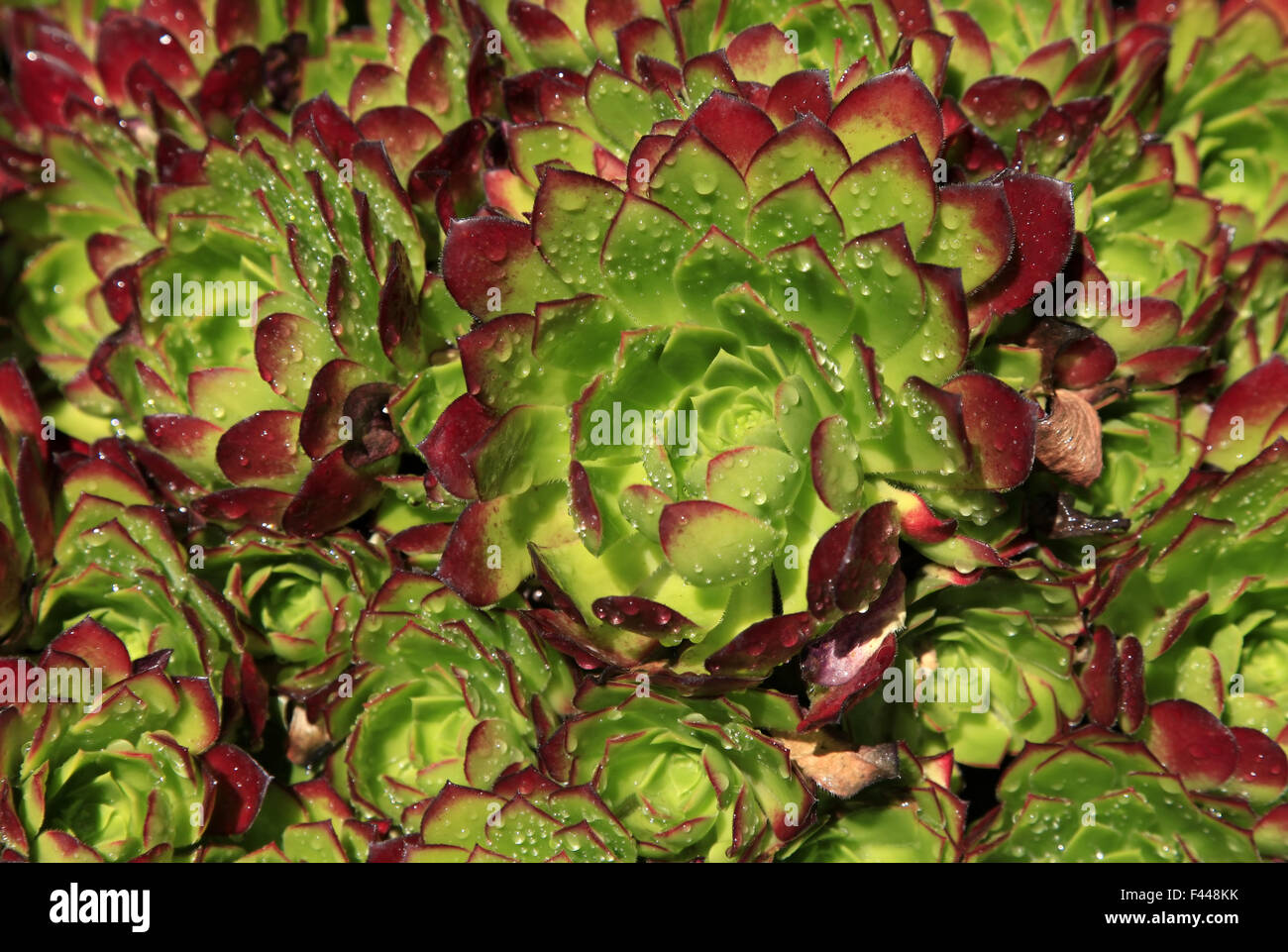 Red echeveria hi-res stock photography and images - Alamy