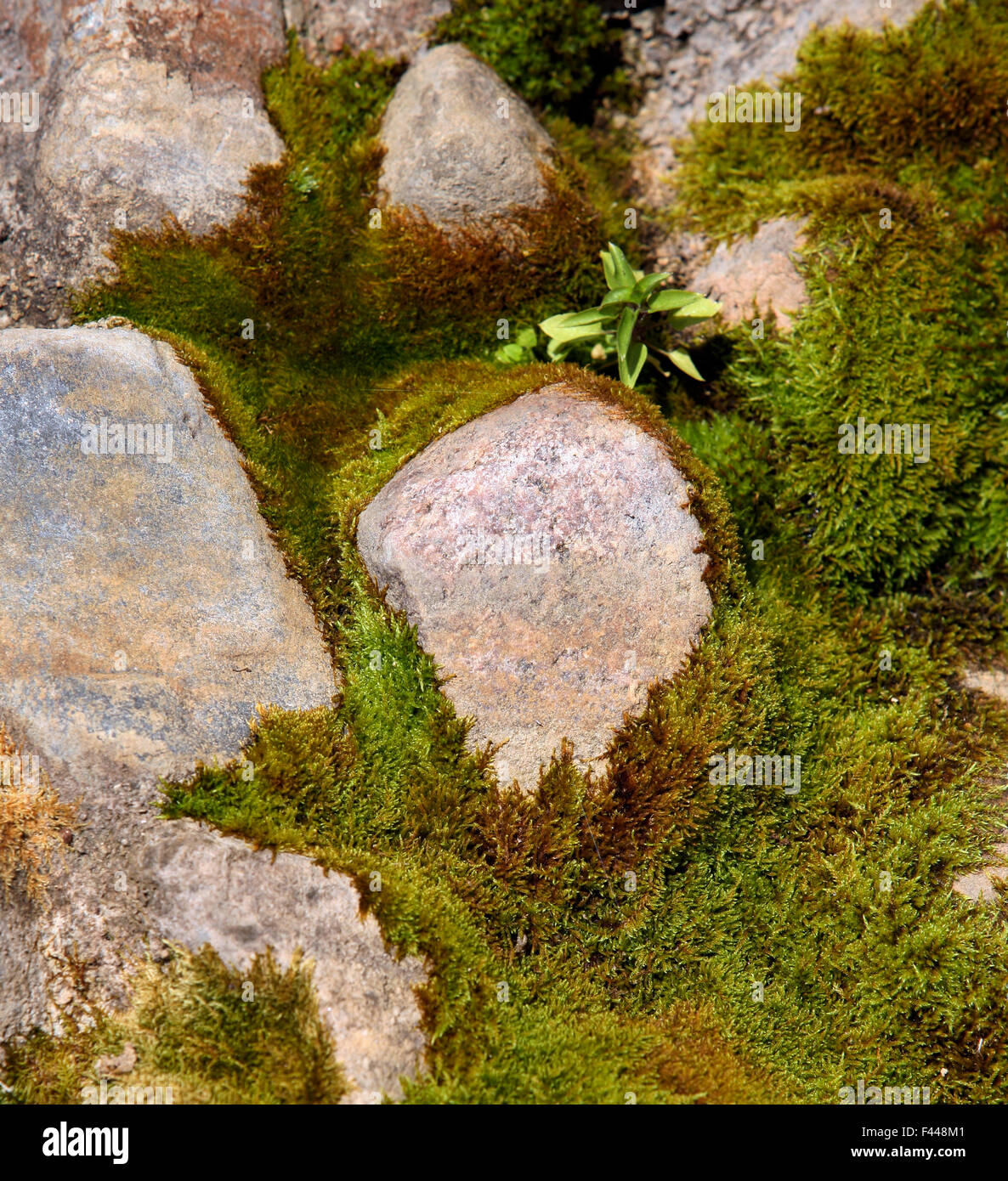 Moss development hi-res stock photography and images - Alamy