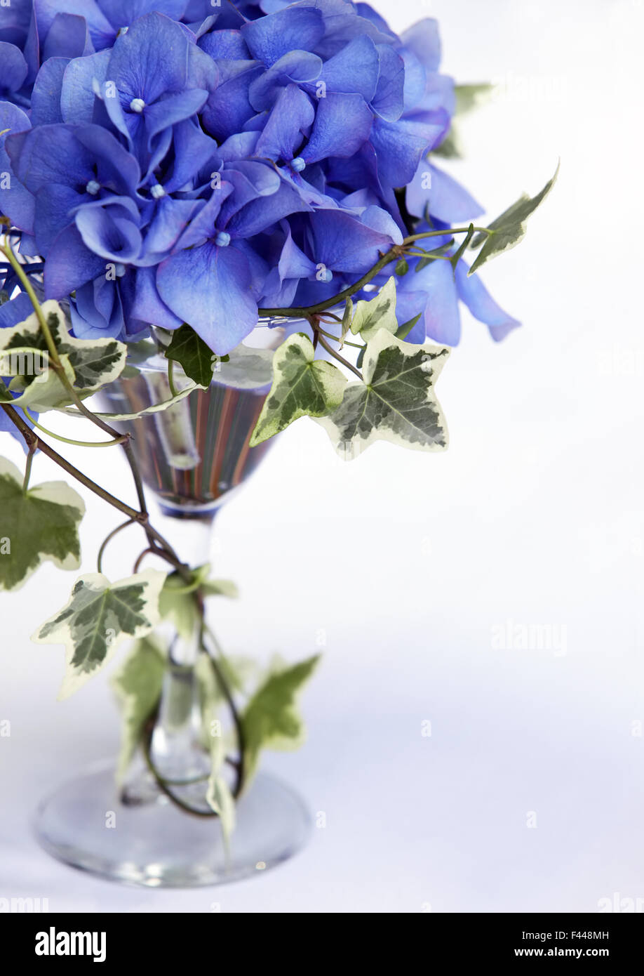 Light blue hydrangea flower hi-res stock photography and images - Alamy