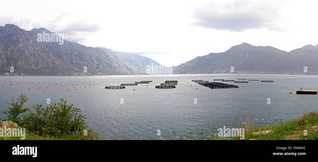 Aquaculture fish farming hi-res stock photography and images - Alamy