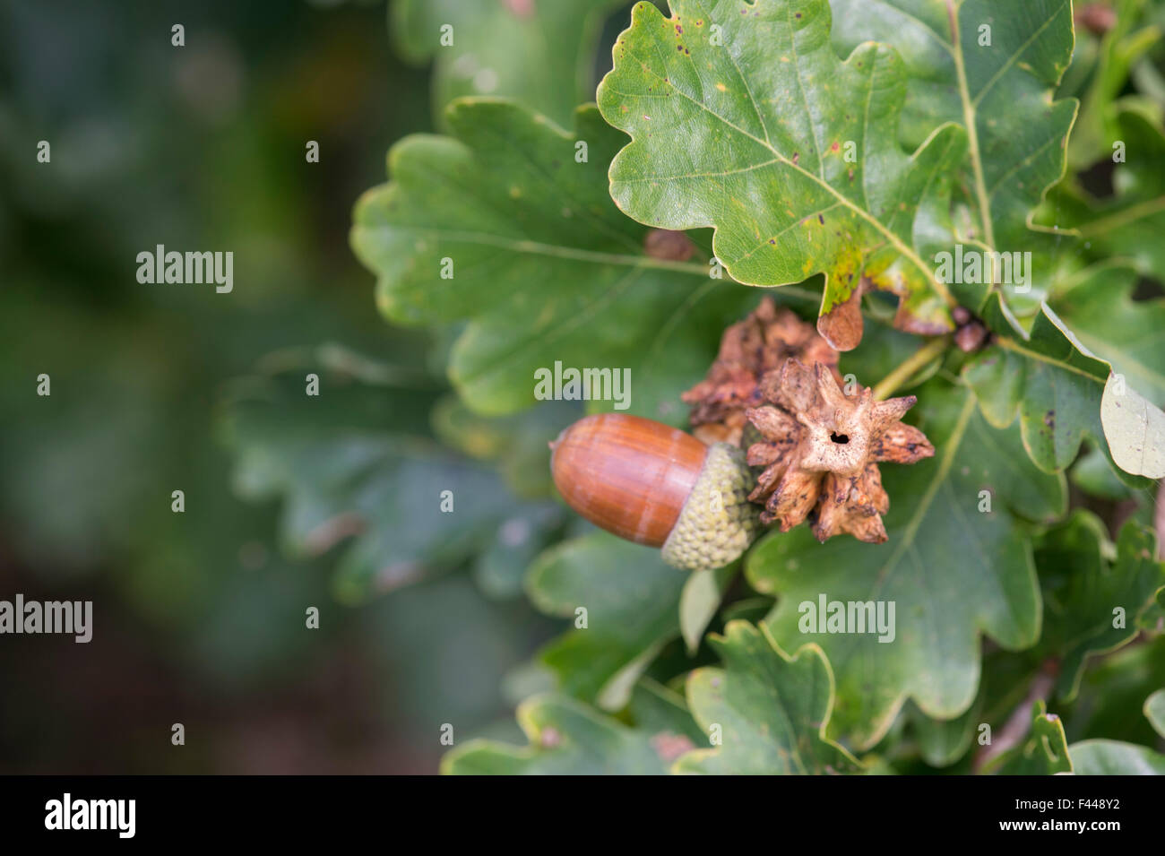 Quercus robur. Knopper Galls on the ripe fruit acorn of the Common Oak ...