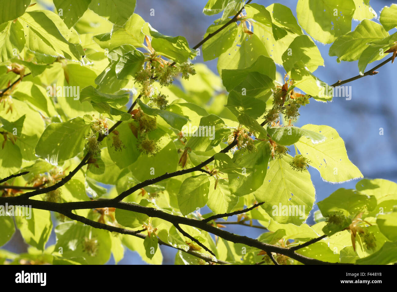 L beech tree hi-res stock photography and images - Alamy