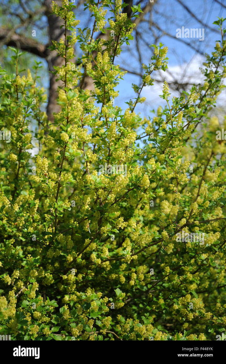 Alpenjohannisbeere hi-res stock photography and images - Alamy