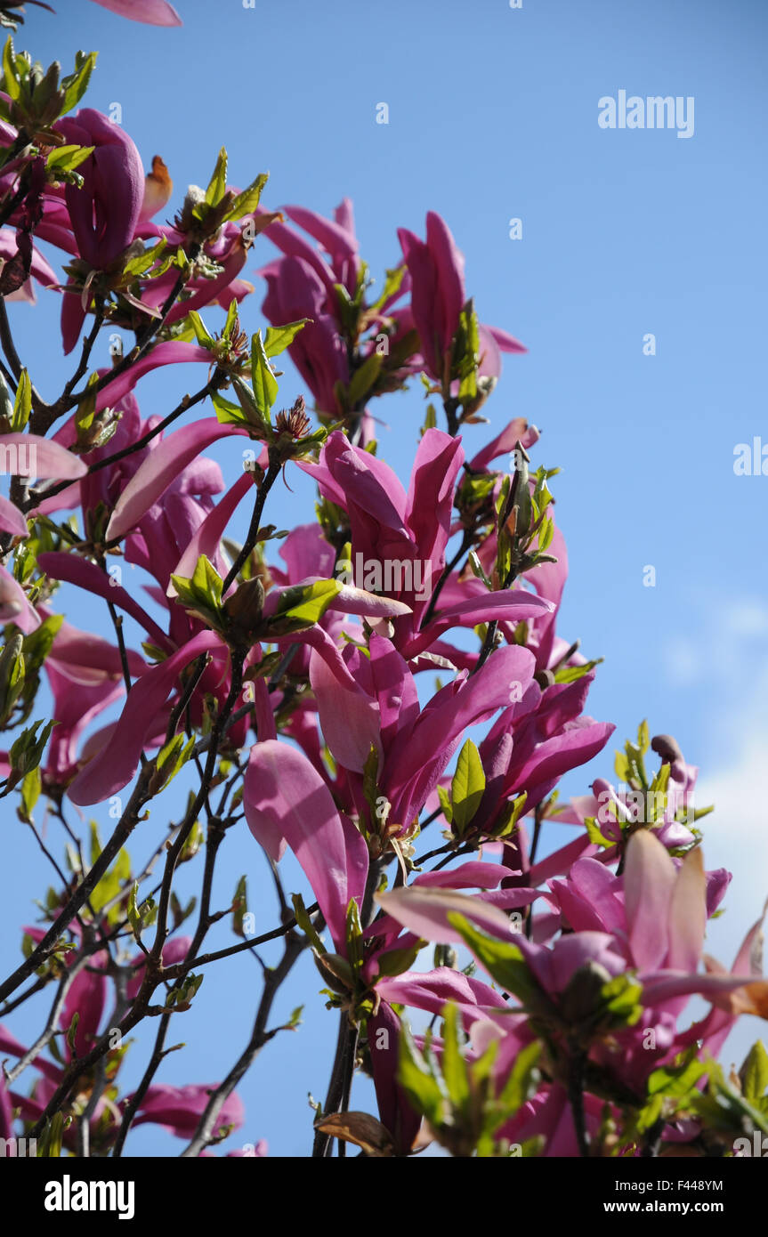 Magnolia betty hi-res stock photography and images - Alamy
