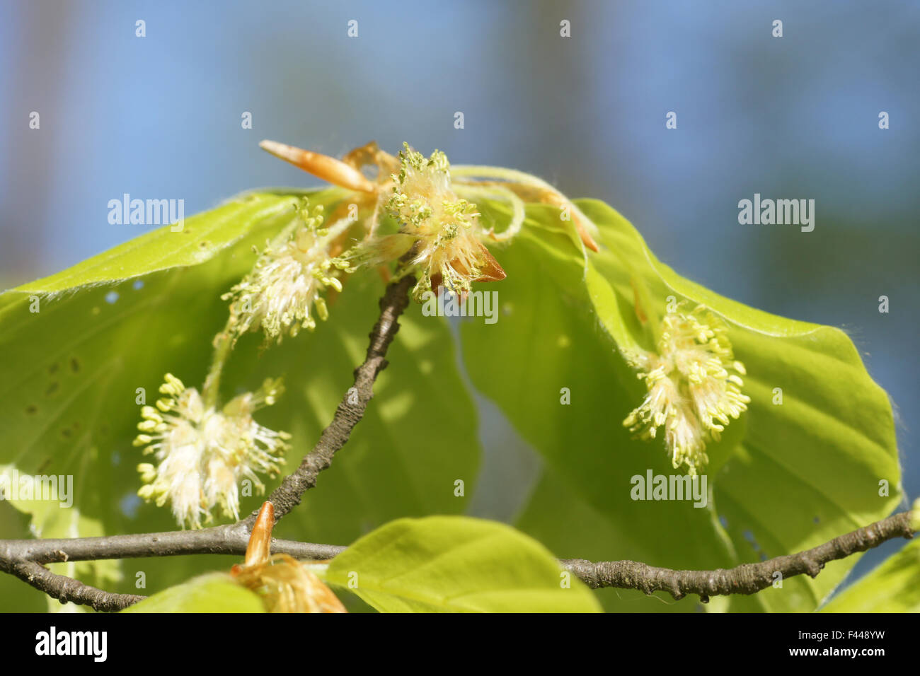 Beech tree bud bark hi-res stock photography and images - Alamy