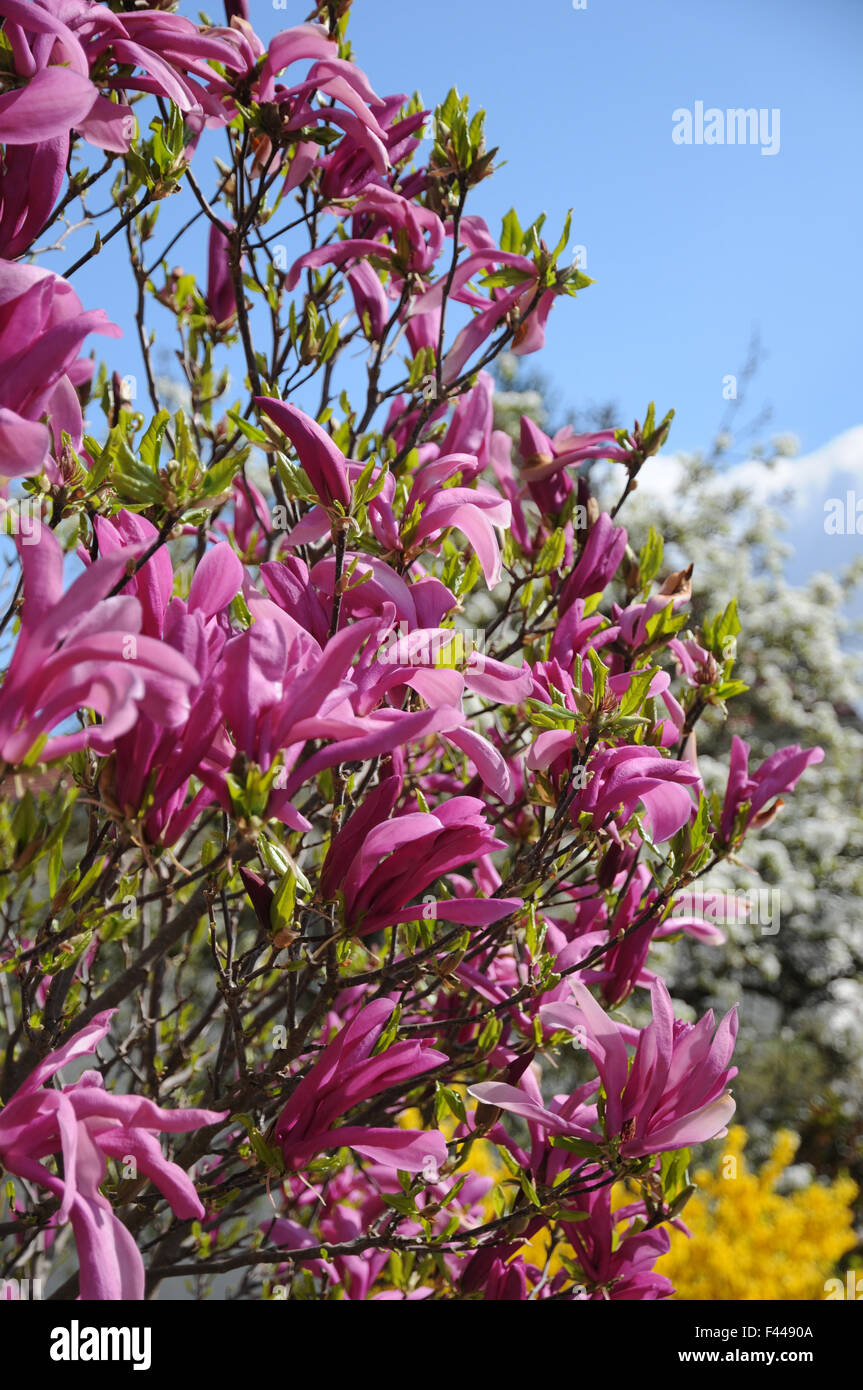 Purple magnolia hi-res stock photography and images - Alamy