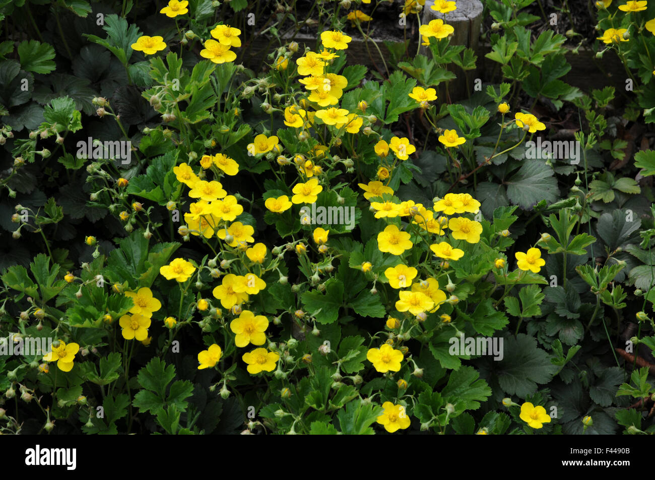 Waldsteinia ternata hi-res stock photography and images - Alamy