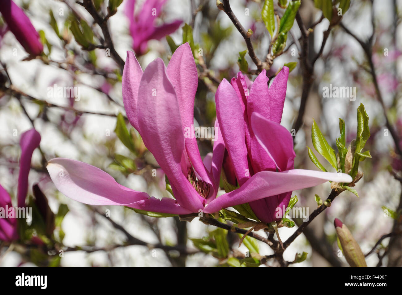 Purple Magnolia High Resolution Stock Photography and Images - Alamy
