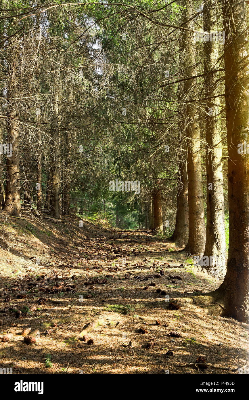 Forest road in spring Stock Photo - Alamy
