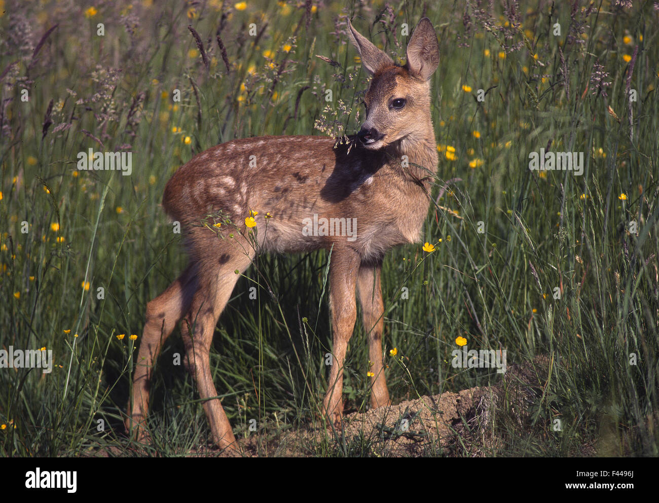 deer, roe; fawn, kid Stock Photo - Alamy