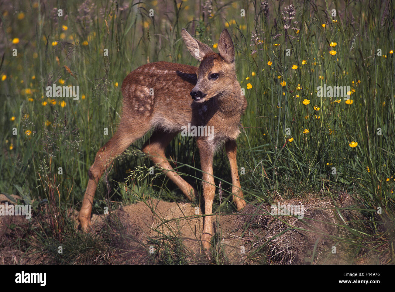 deer, roe; fawn, kid Stock Photo - Alamy