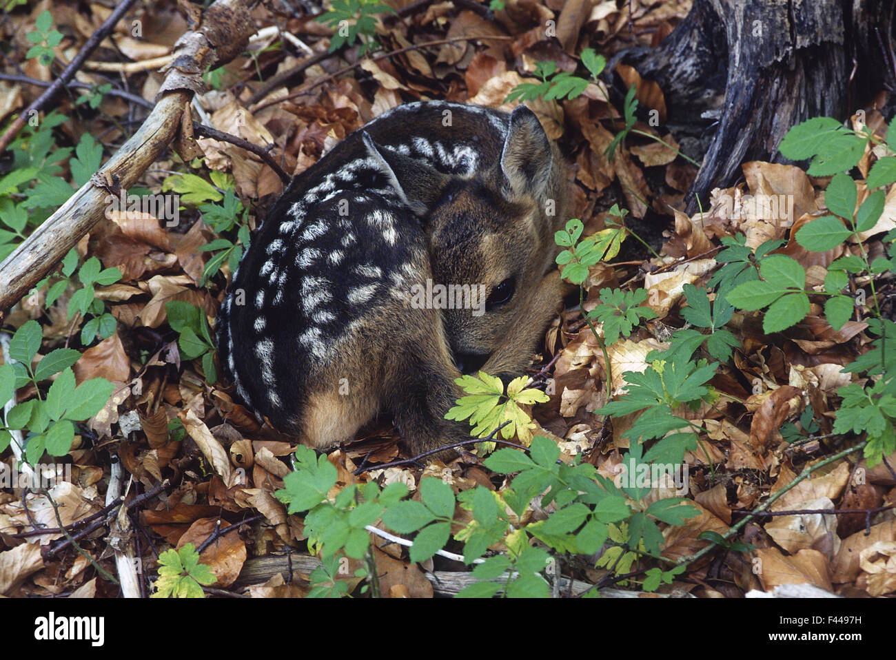 deer, roe; fawn, kid Stock Photo - Alamy