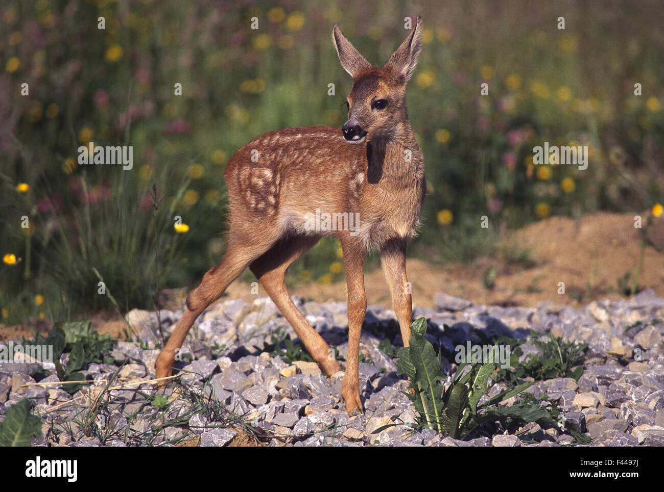 deer, roe; fawn, kid Stock Photo - Alamy