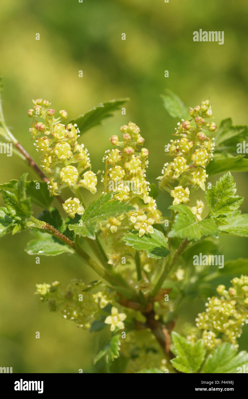 Alpine Currant High Resolution Stock Photography and Images - Alamy